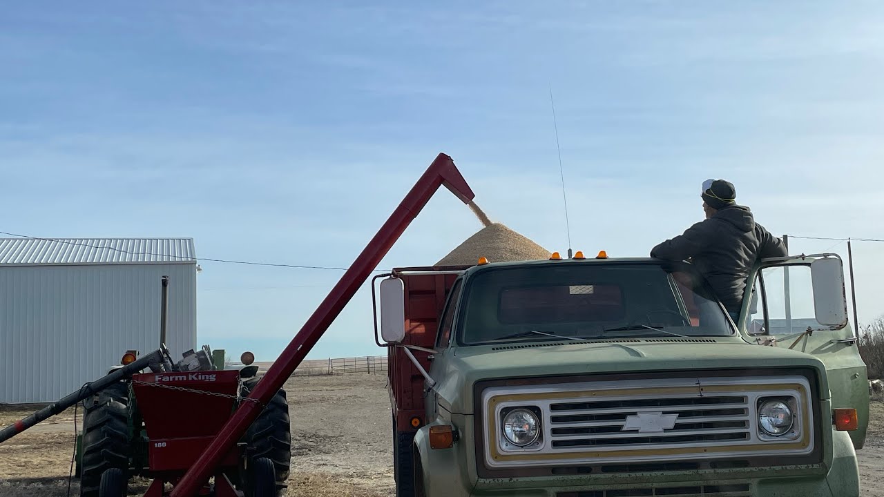 Prepping Cattle Feed. Farmking Roller Mill. 1968 Ford F700. 1974 Chev ...