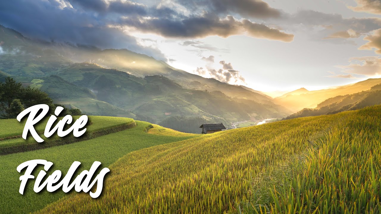 Meditation music video | 1 hour | Great for meditating, sleeping and ...