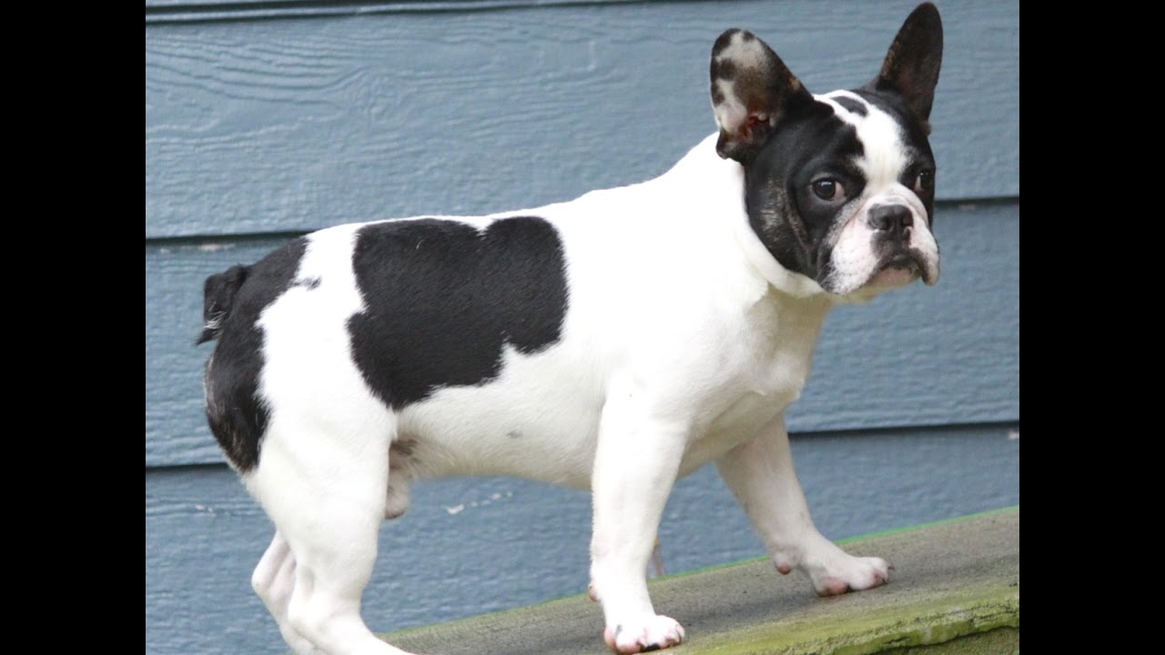 French Bulldog Hybrid Royal Frenchel "Jack" - YouTube