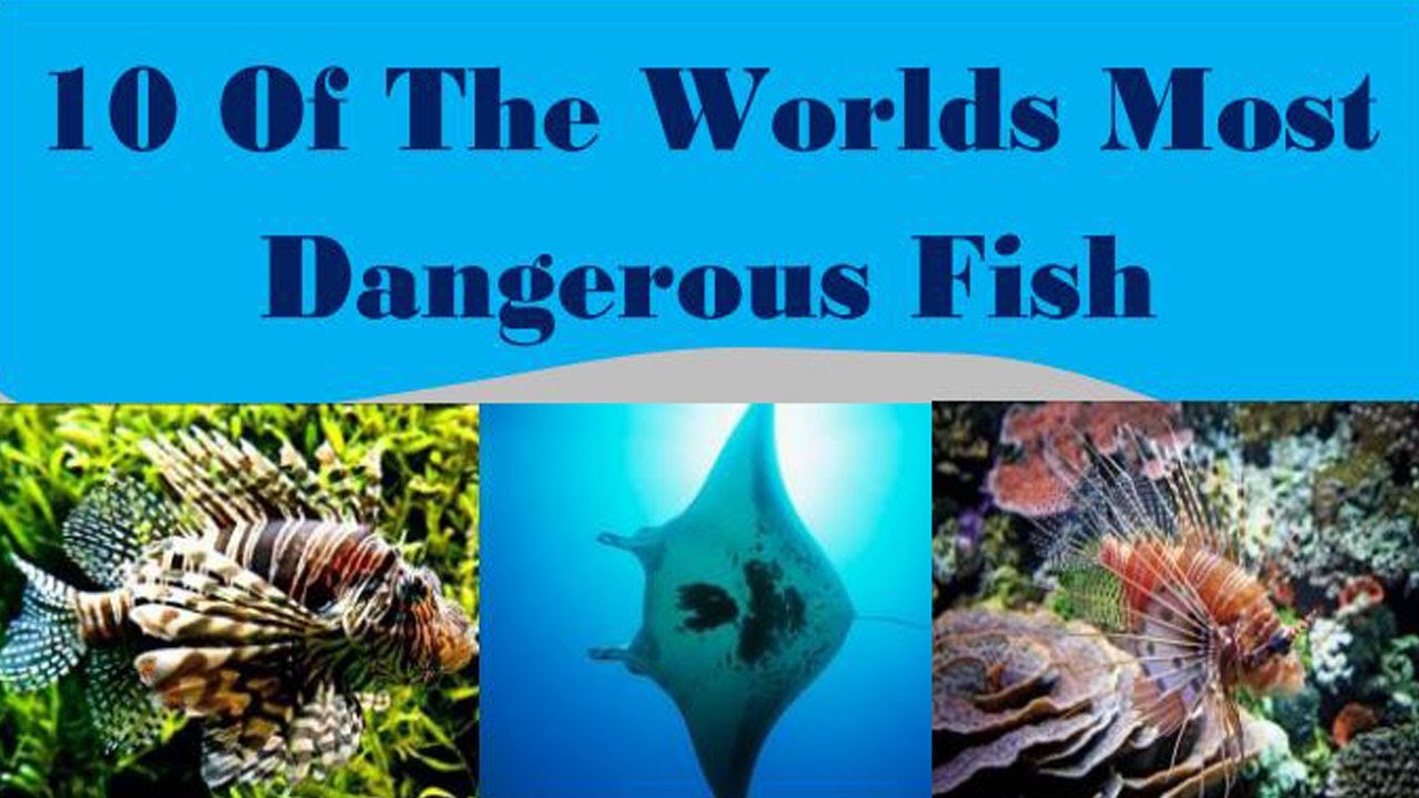 10 of the World’s Most Dangerous Fish - YouTube
