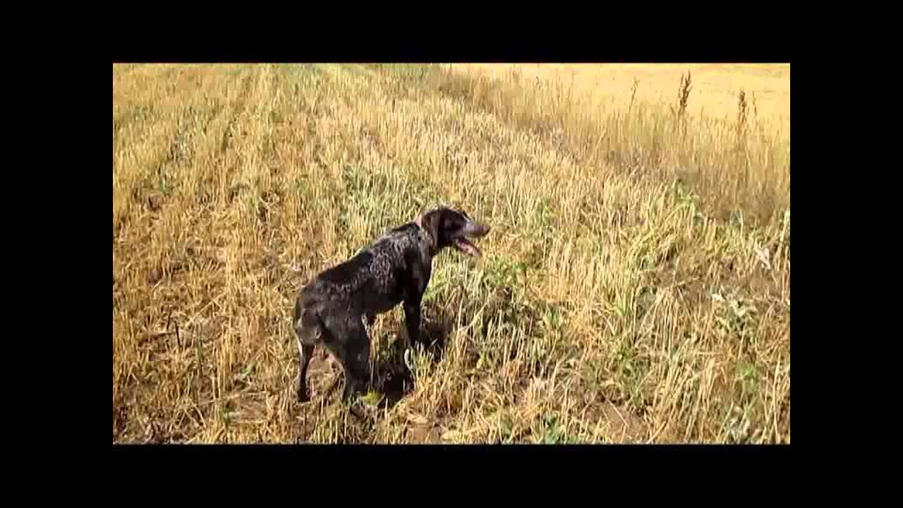 охота на перепела в Армении. hunting in armenia - YouTube