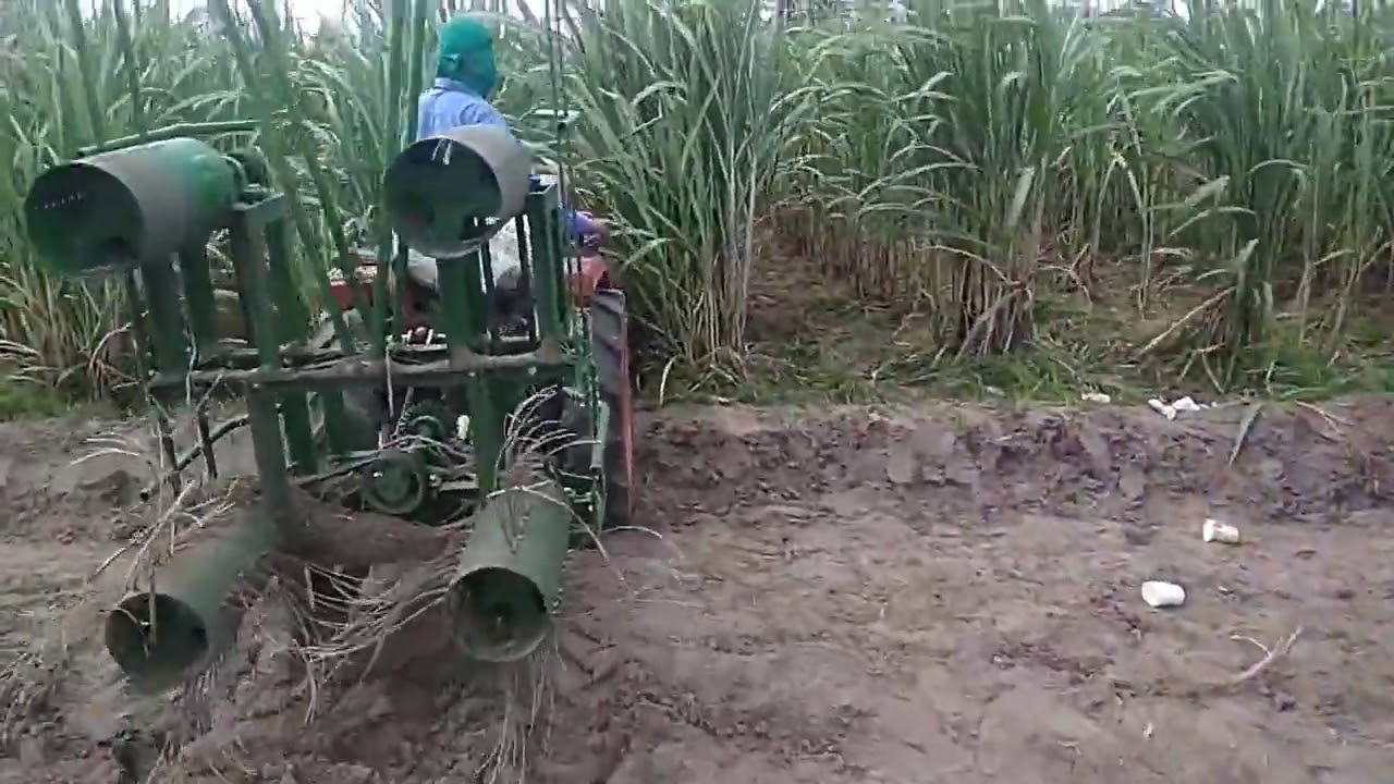 Detrashing in sugarcane - YouTube