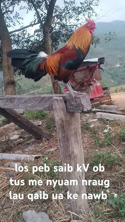 saib qaib ua ke nawb - YouTube