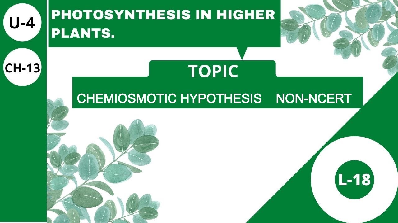 PHOTOSYNTHESIS IN HIGER PLANTS - YouTube