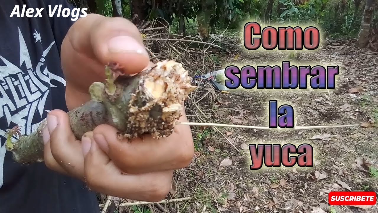 COMO CULTIVAR O SEMBRAR LAS YUCAS - Paso a Paso - YouTube