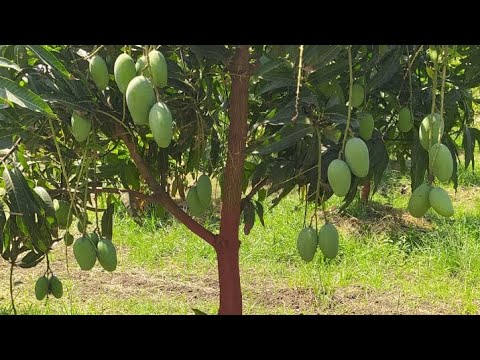 Ultra High Density Mango Plantation - Dharampur UHDP (Mango Plantation in  Indo Israel technology.)