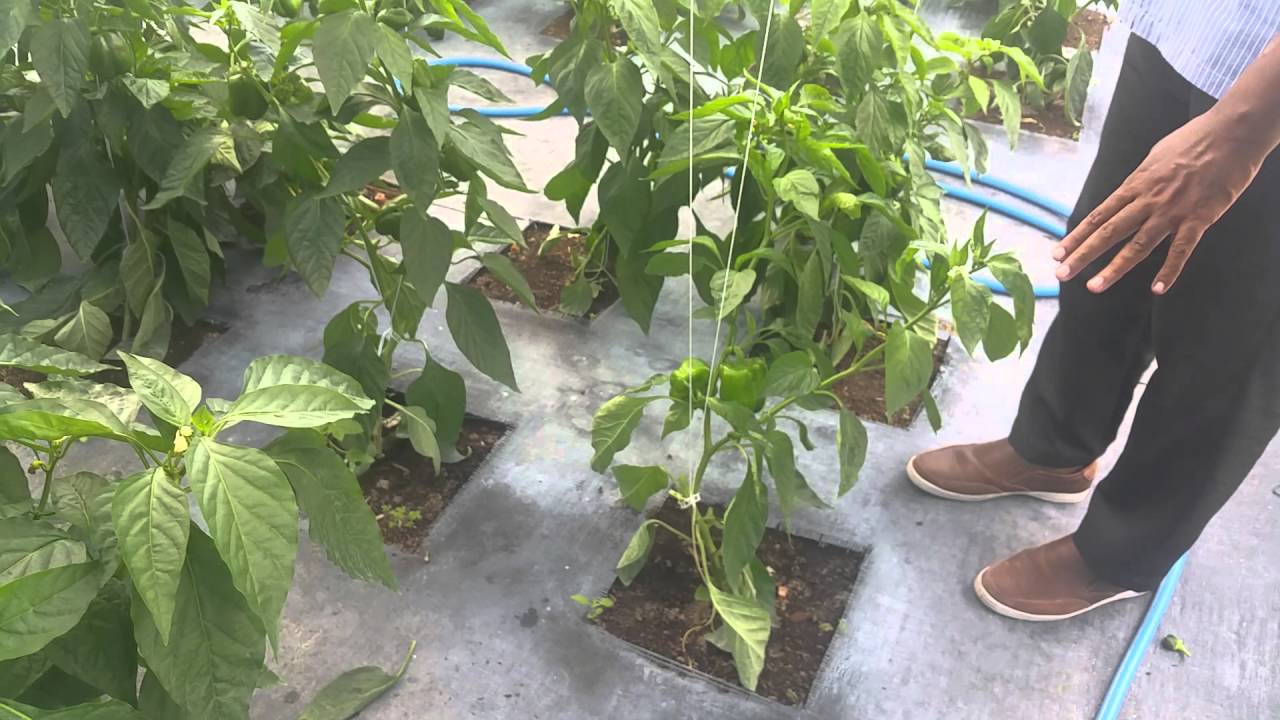 Bell Pepper project by Maldives National University - YouTube