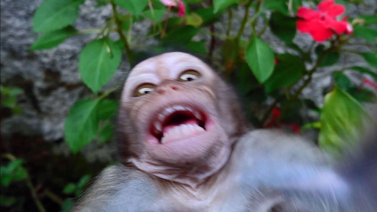 MONKEY LOSS.. - YouTube