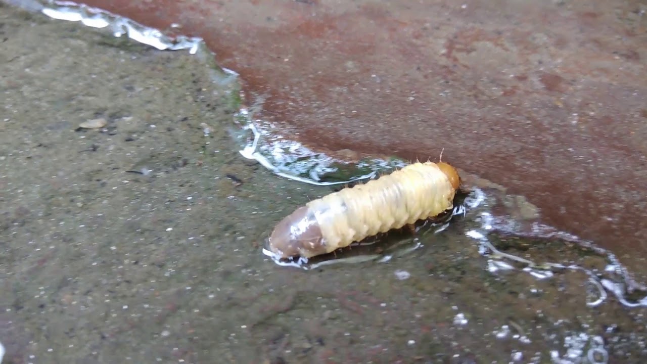 A Found The Most Weird Looking Under Ground Insect | Looking Dangerous ...