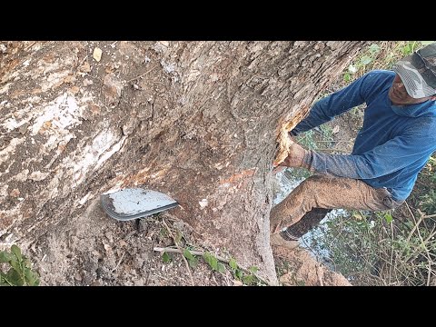 Failed logging... Cut down trembesi tree by the river. - YouTube