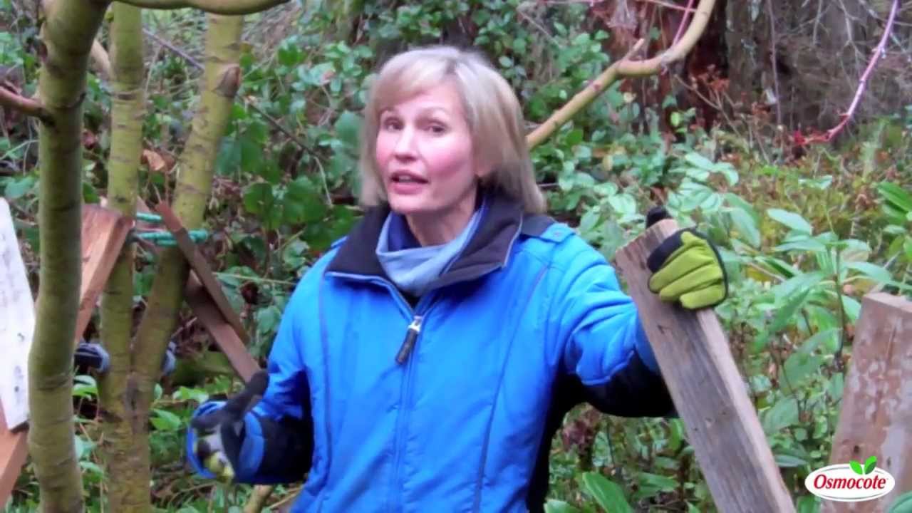 How to Fix Trees After Storm Damage - YouTube