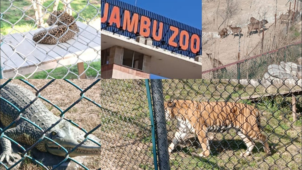Today we are going to jambu zoo 🐆#jambuzoo #family - YouTube