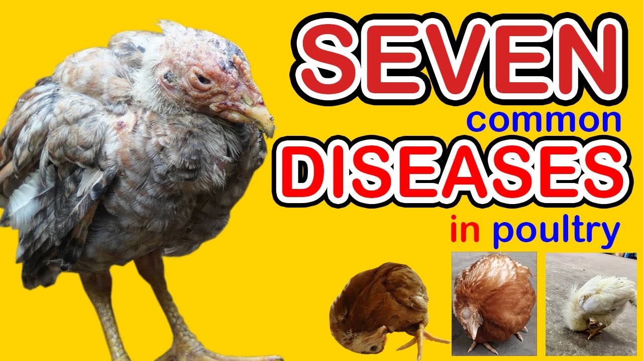 7 common chicken diseases - YouTube