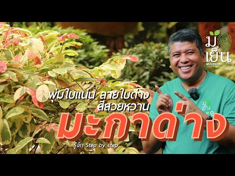 มะกาด่าง พุ่มใบแน่น ลายใบด่างสีสวยหวาน Bridelia ovata (variegated)