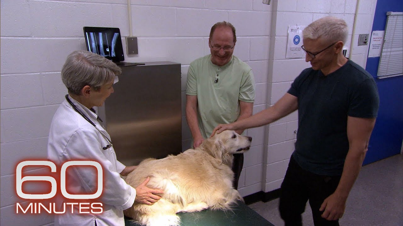 Golden retriever Sandy's cancer treatment | 60 Minutes - YouTube