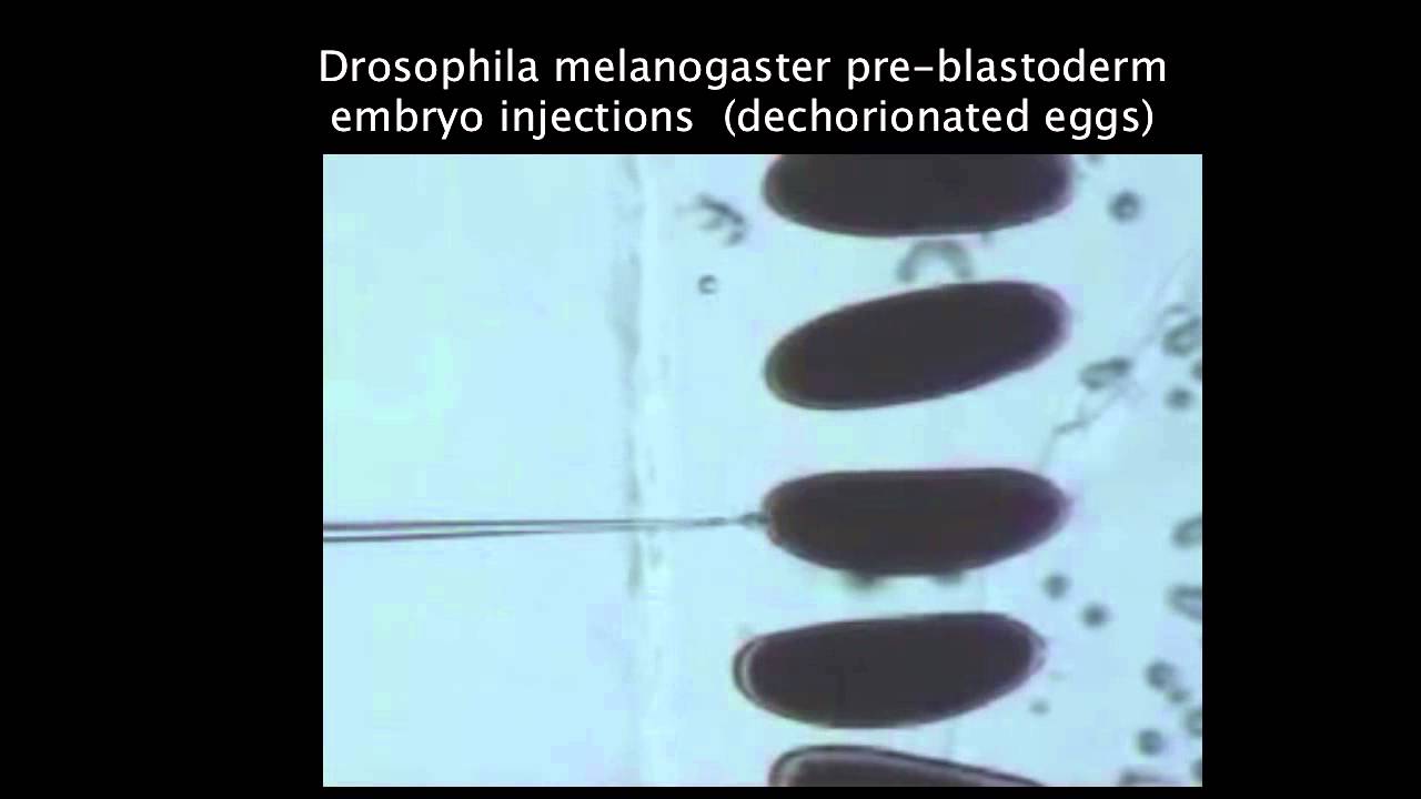 Drosophila Embryo Injection