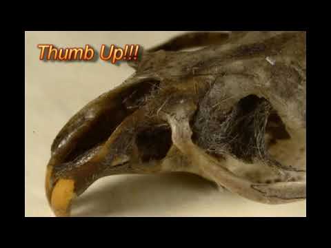 owls spit up pellets, in michigan - YouTube