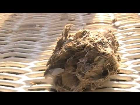 owls spit up pellets, in michigan - YouTube