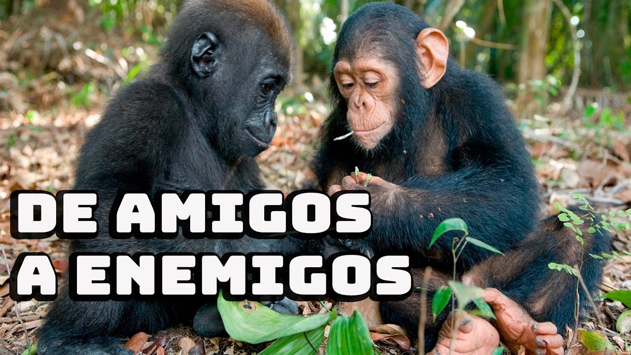 Guerra entre chimpancés y gorilas que acabó con la muerte de los ...