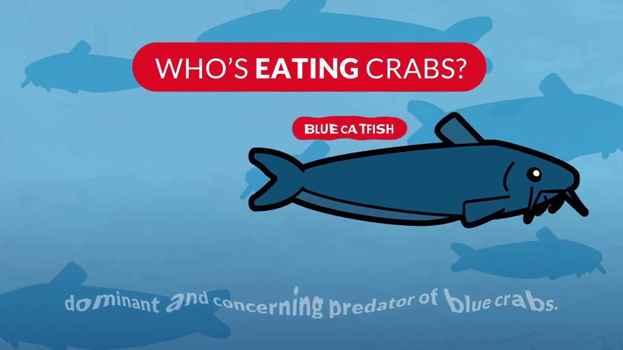 The Chesapeake Bay Blue Crab: Predators and Prey - YouTube