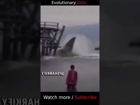 Terrifying Megalodon Attack Caught on Camera