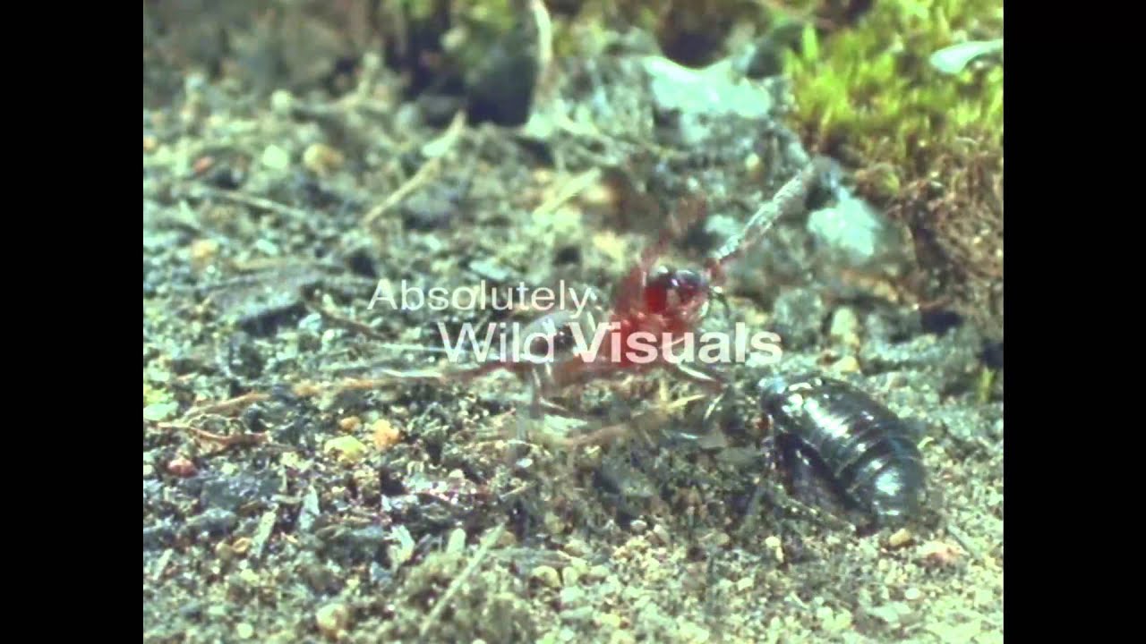 Trapdoor spiders, Burrows, Silk-weaving. - YouTube