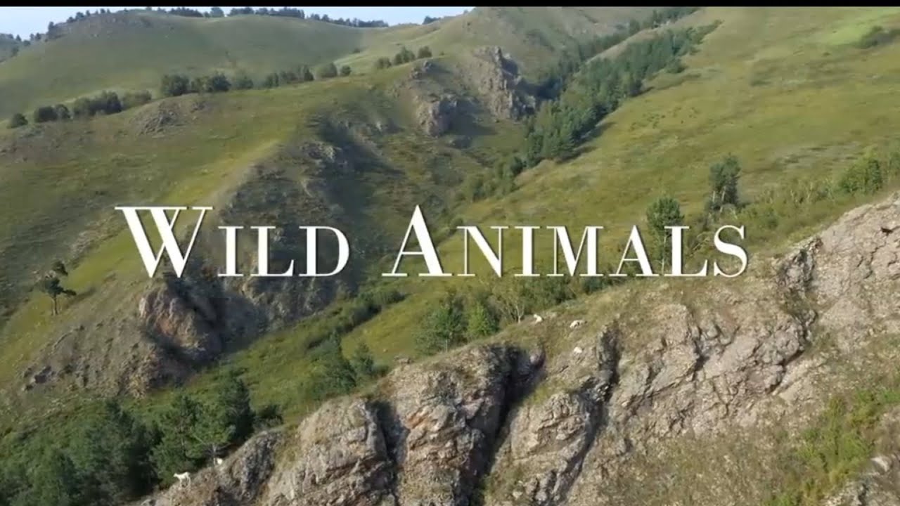 Wold Animals Scenes-1|| - YouTube