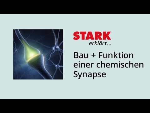 Bau und Funktion einer chemischen Synapse | STARK erklärt