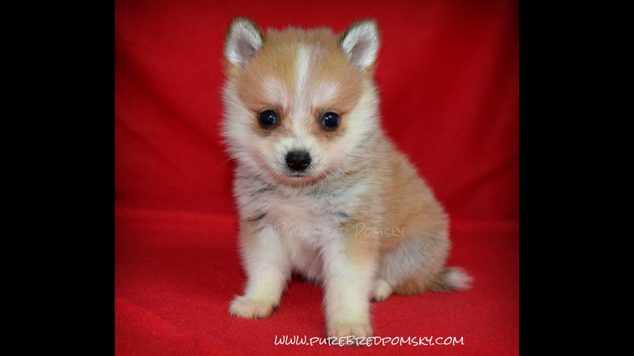 Bonita ~ The toy pomsky puppy weighing 1 lb 6 ounces. Playing with ...