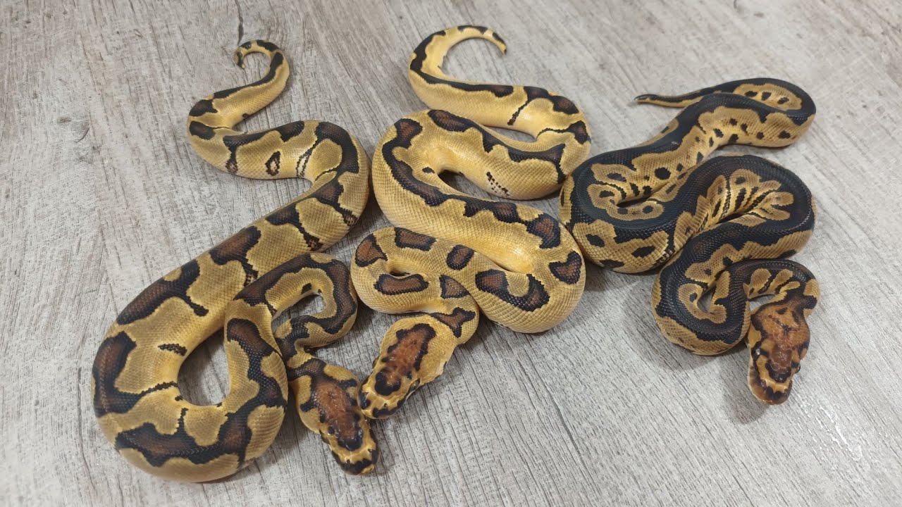 Clown Morphen / Nachzuchten 2022 - Königspython (Ball Python / Python Regius) - YouTube