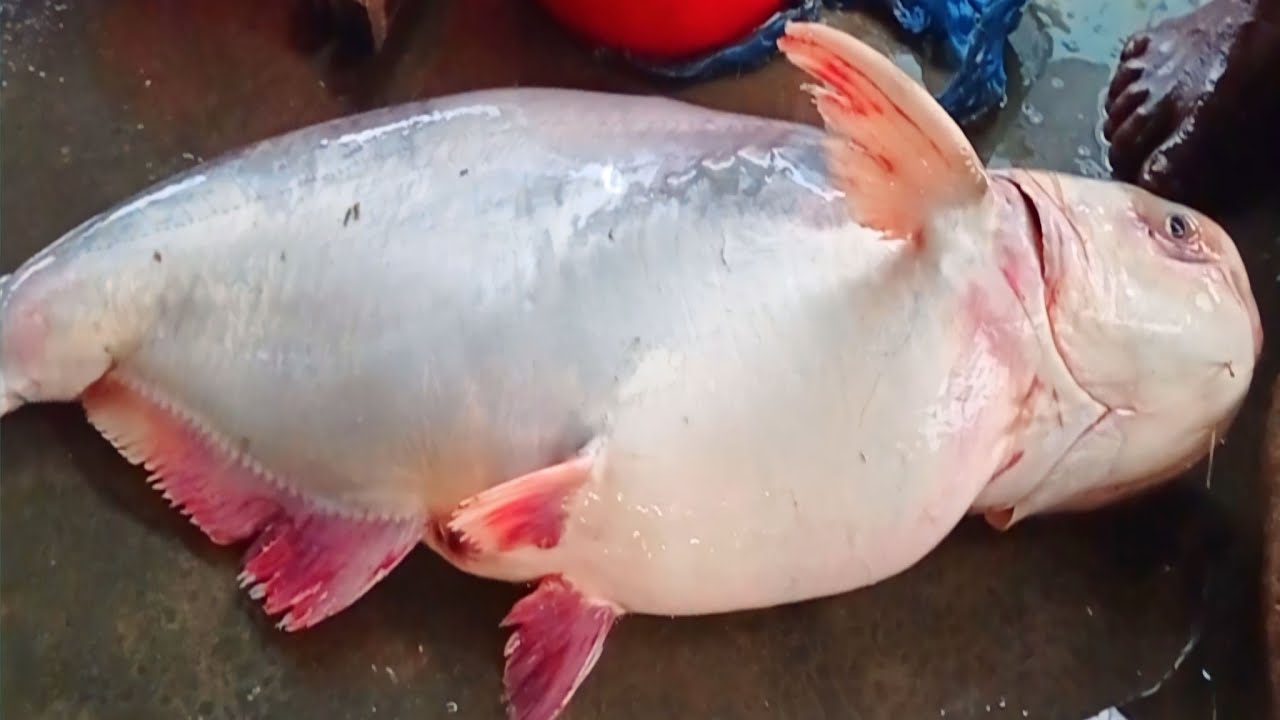 Big Size Pangas Fish Cutting Video In Bangladesh Fish Market | Pangas ...