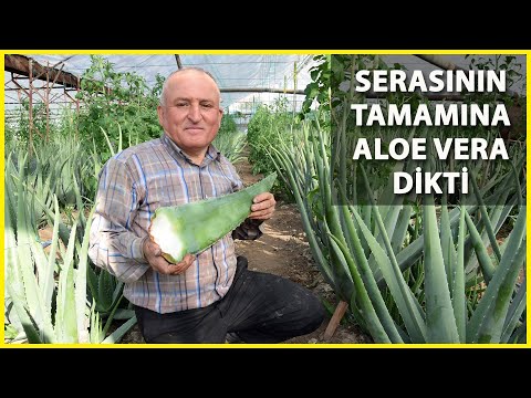 4 Dönüme Aloe Vera Dikti; Yılda 90 Bin Lira Kazanç Hedefliyor