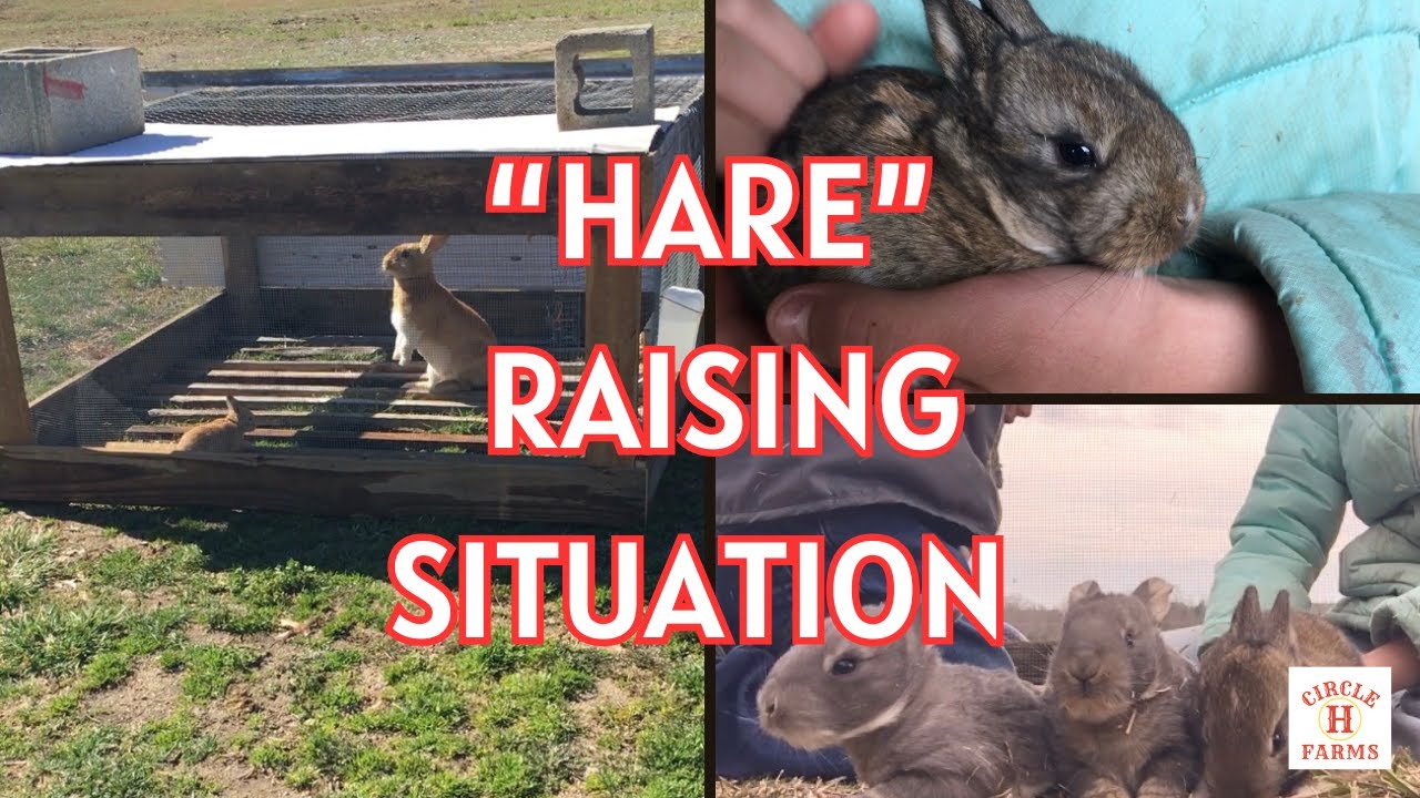 Raising Meat Rabbits & DIY “Rabbit Tractor” - YouTube