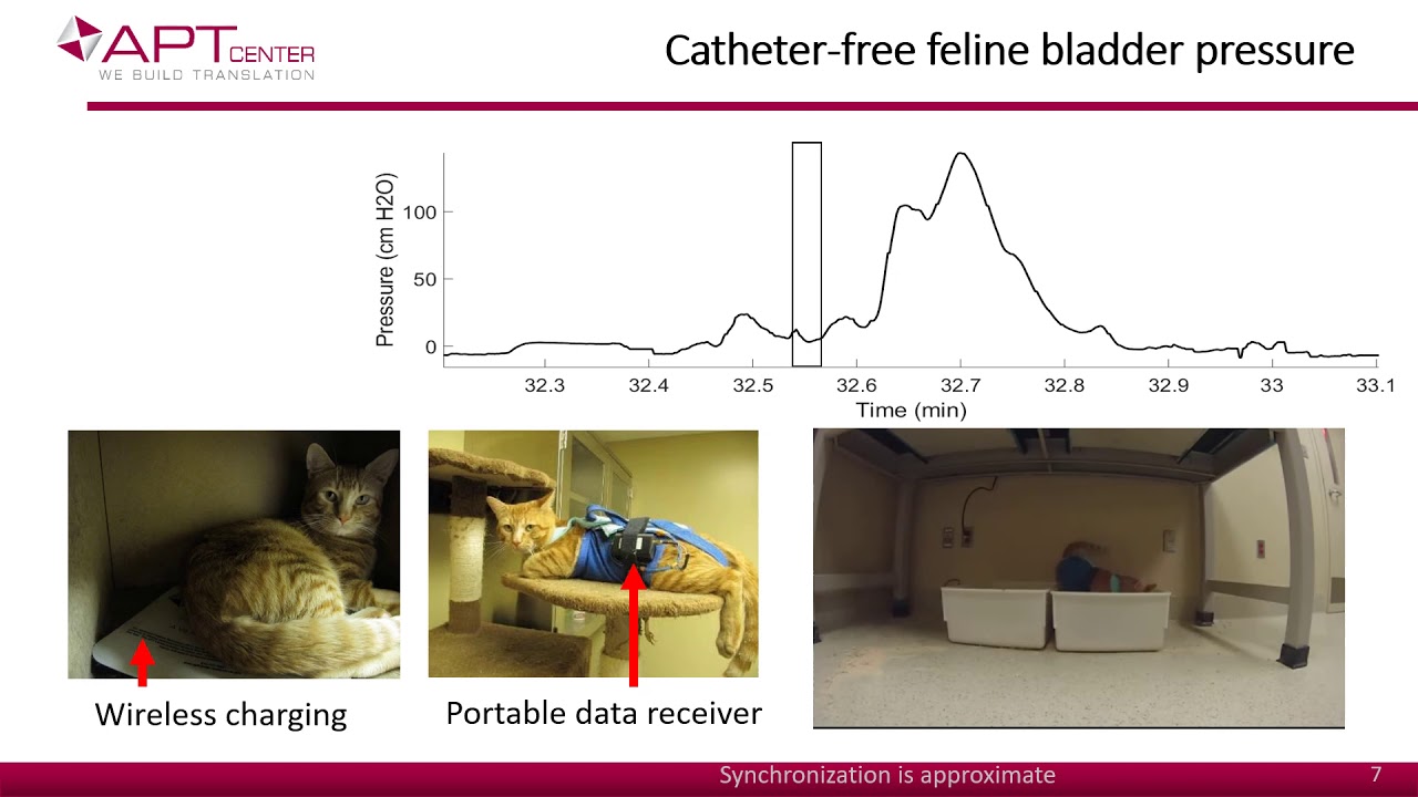 ICS 2020 Abstract #254 Measurement of Feline Bladder Pressure and ...