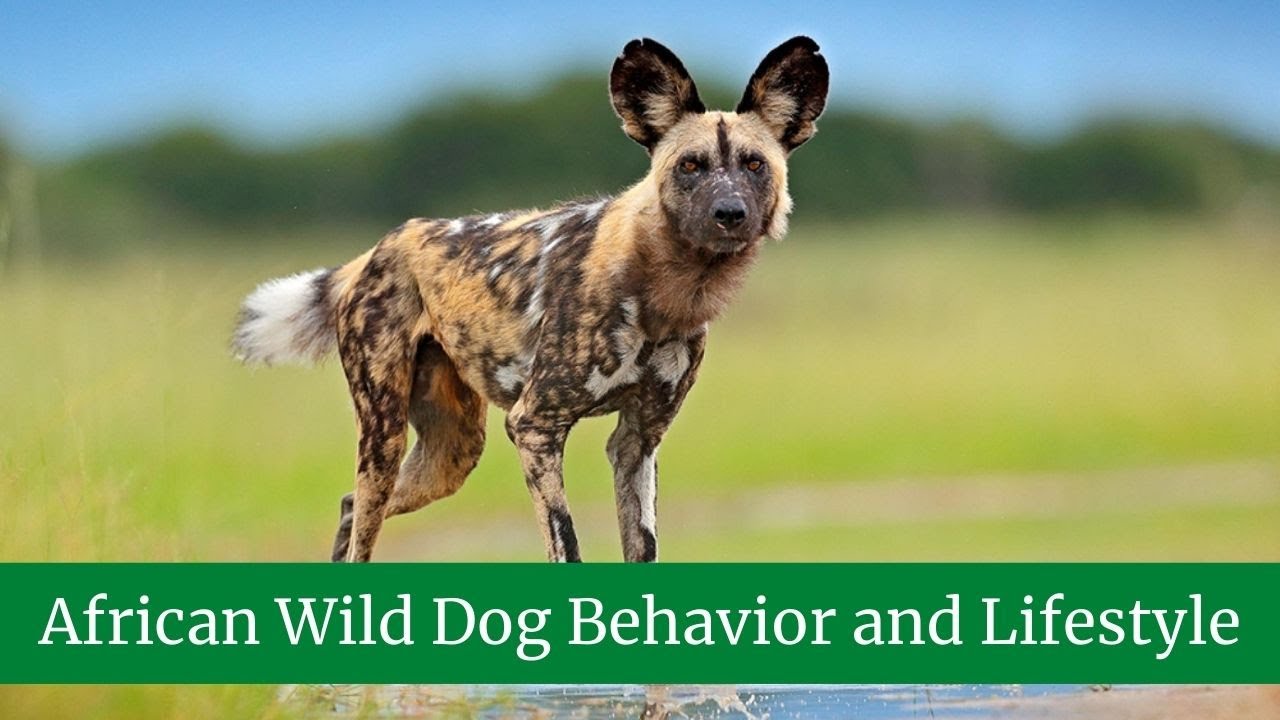 African Wild Dog || African Wild Dog Behavior and Lifestyle - YouTube