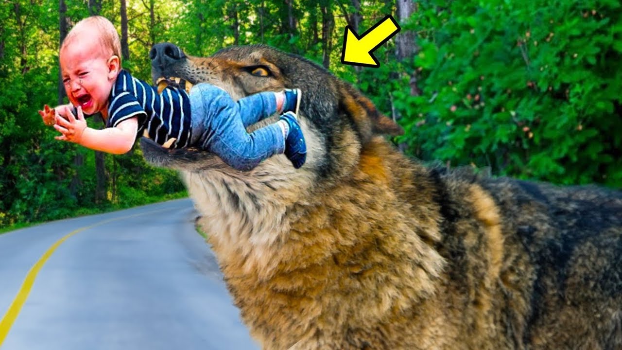 Lobo Lleva a un Niño a la Carretera, ¡La Razón es Increíble! - YouTube