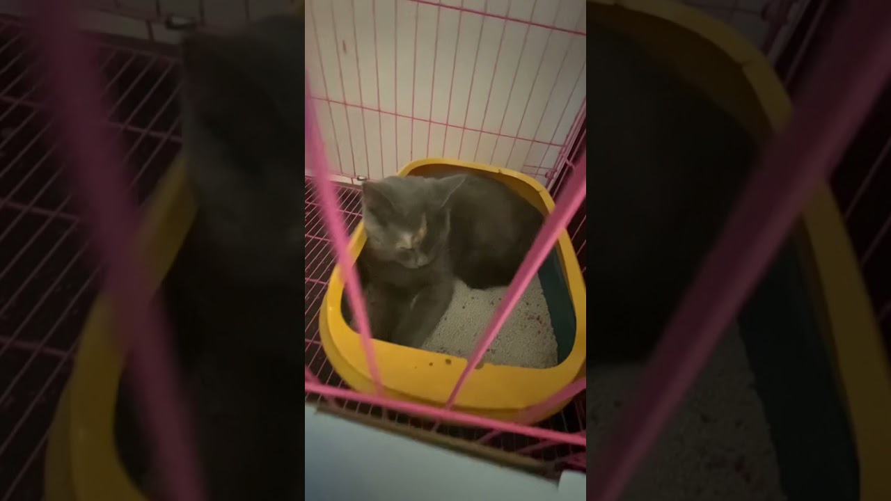 Bsh blue 🐈‍⬛ and bsh ny11 🐈all mix Persian - YouTube