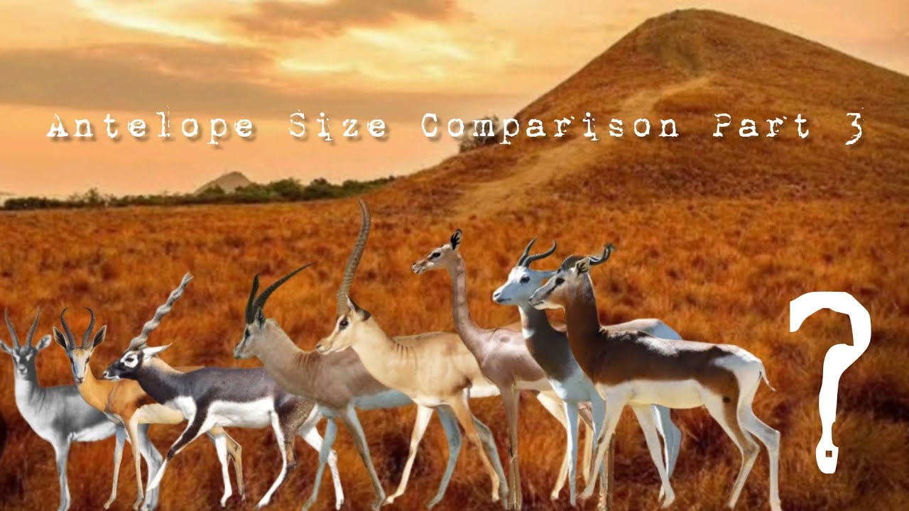 Antelope Size Comparison Part 3 - YouTube