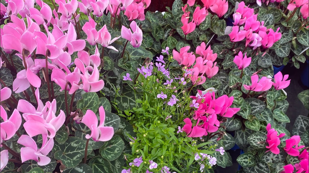 [ Kings Plant Barn Henderson ] 園芸屋さん - YouTube