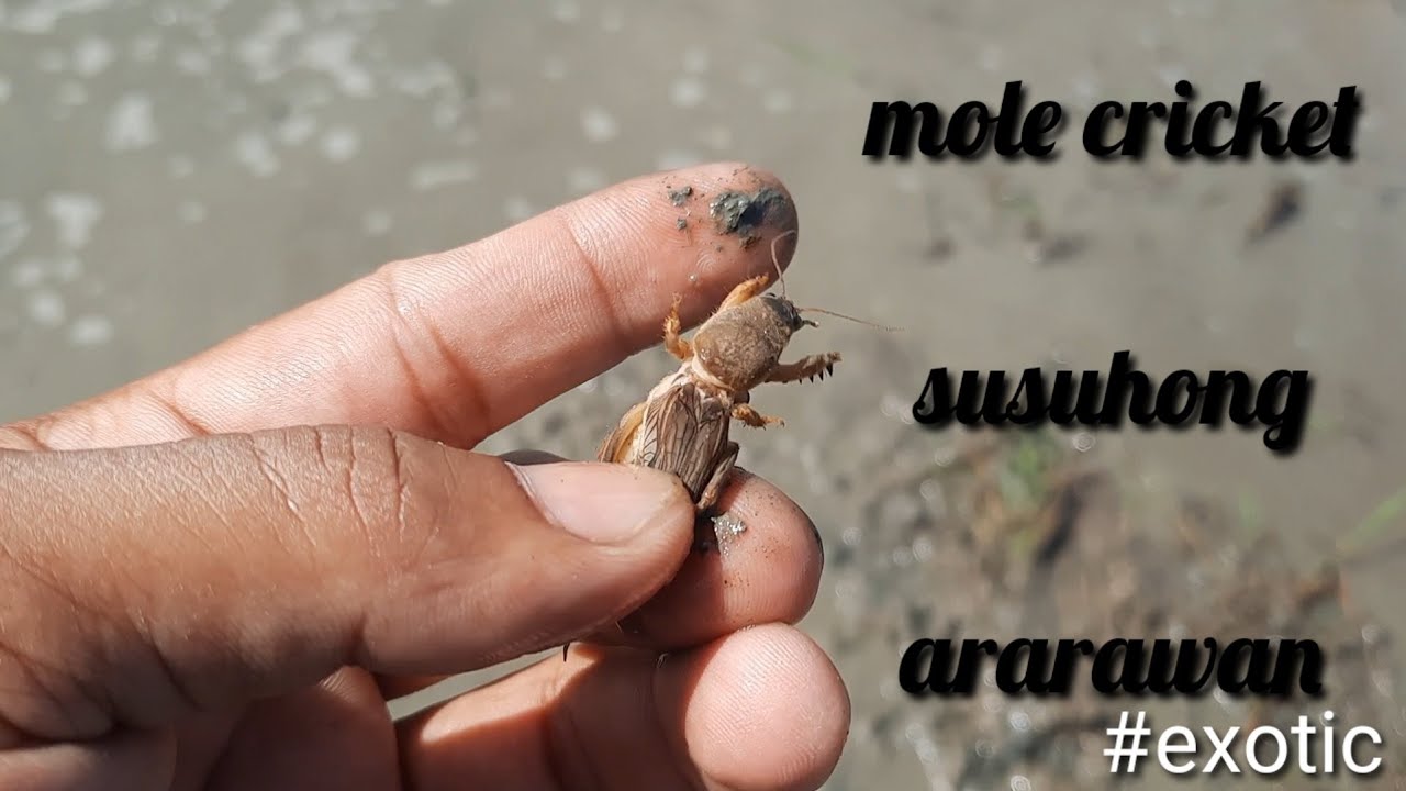 Picking mole crickets (ararawan) - YouTube