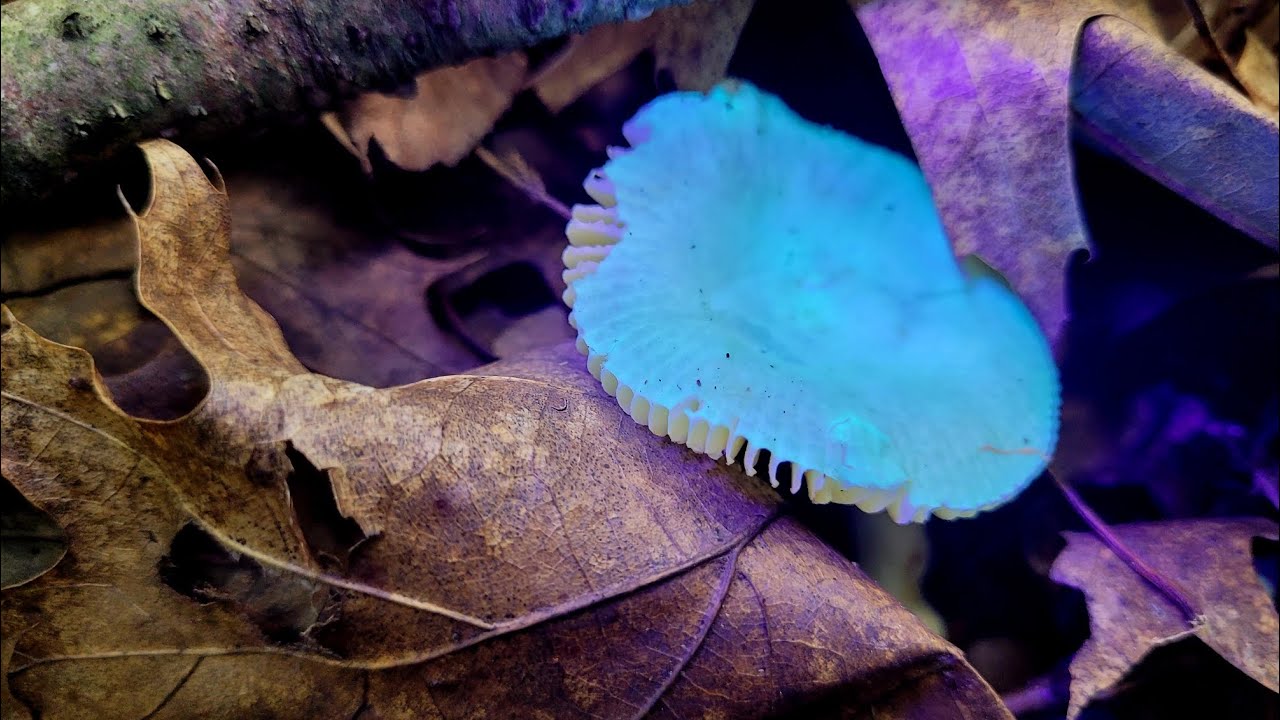 Glowing mushrooms | Russula biofluorescent fungi that glows under UV ...
