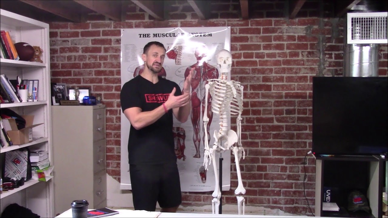 Skeleton Anatomy - Show Up Fitness - YouTube