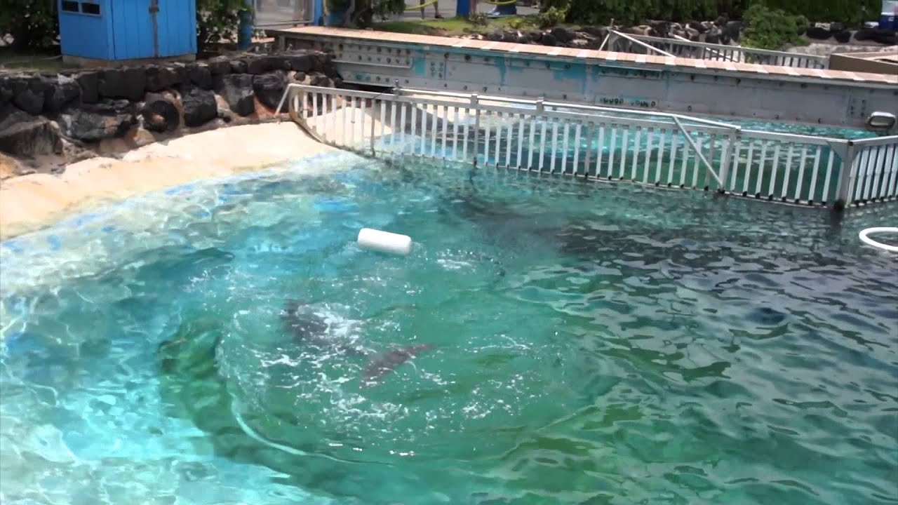 Dolphins Playing with Toys - YouTube