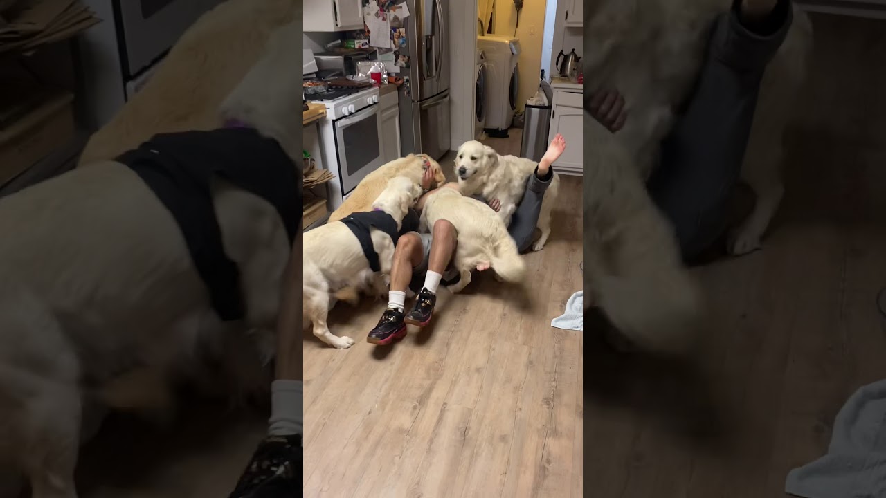 Guys attacked by golden retrievers - YouTube