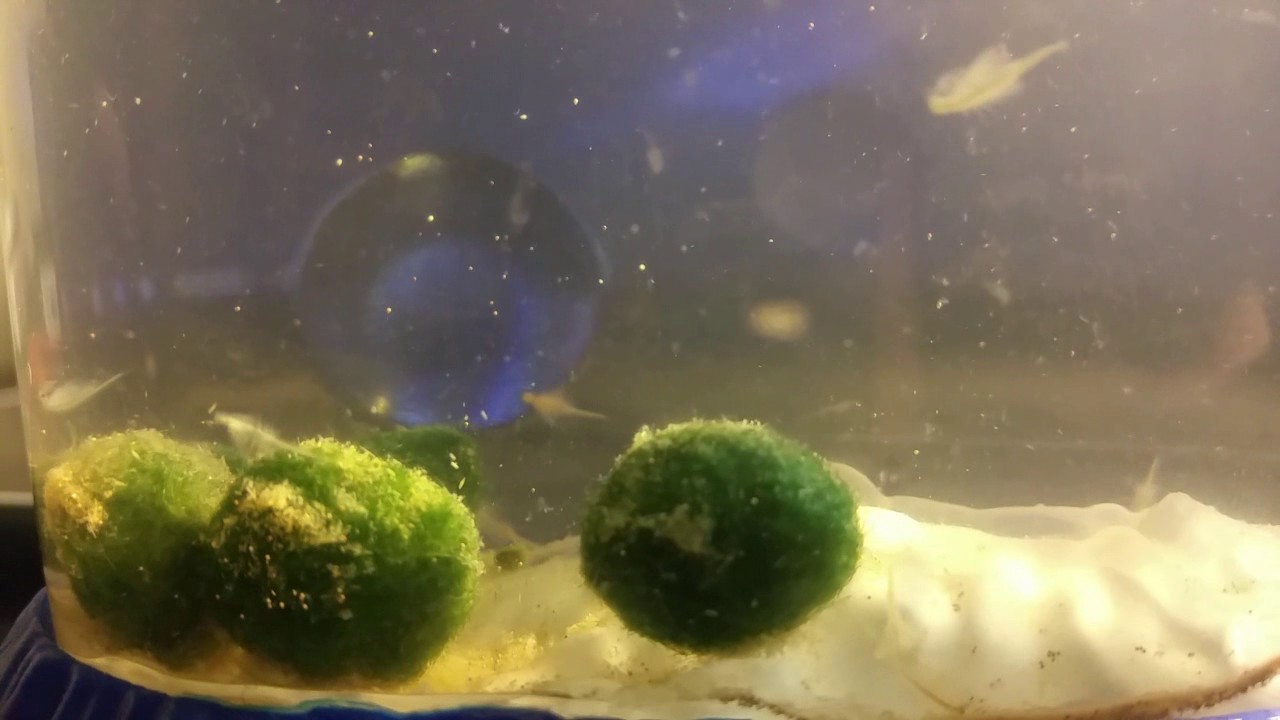 SeaMonkeys - YouTube