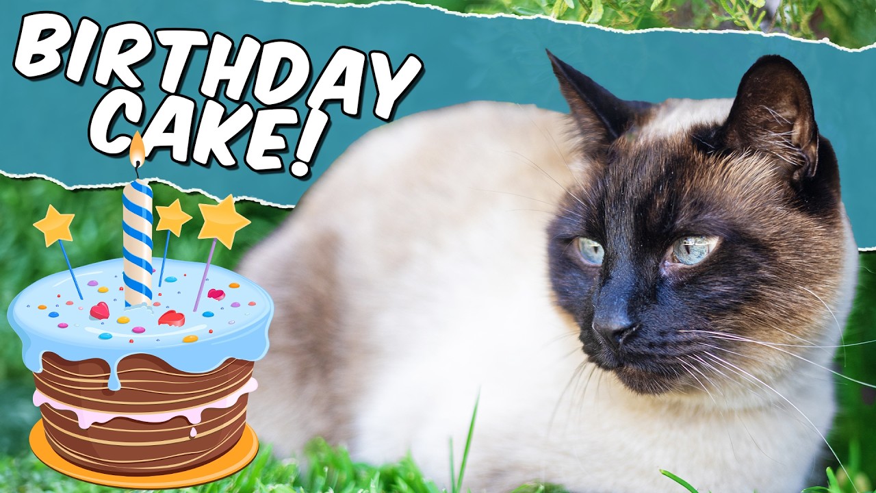 Happy Birthday Siamese Cat Images