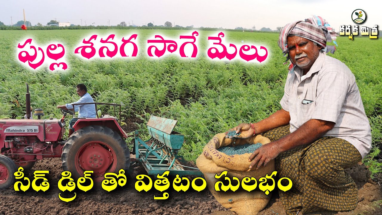 రబీలో లాభాల పంట శనగ || Success Story of Chickpea #Bengalgram #Chana ...