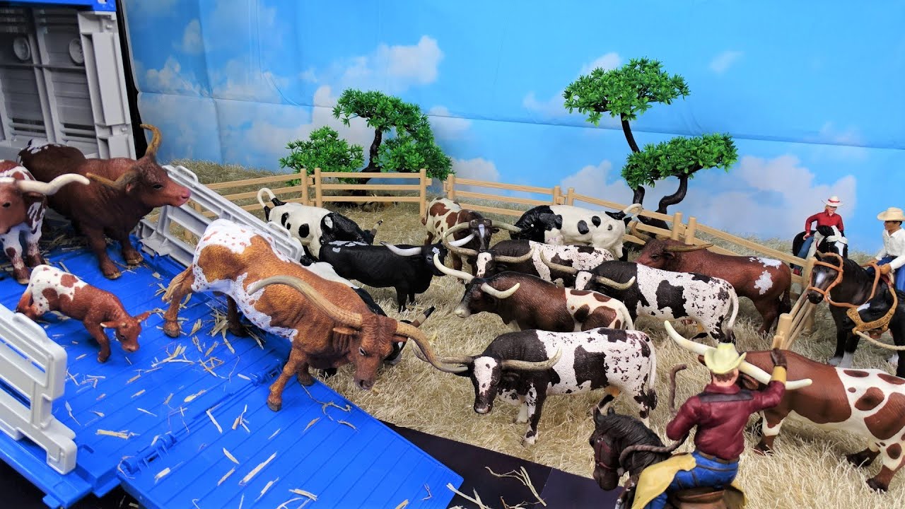 Texas Longorn/BULLS/Toros/Touros - YouTube