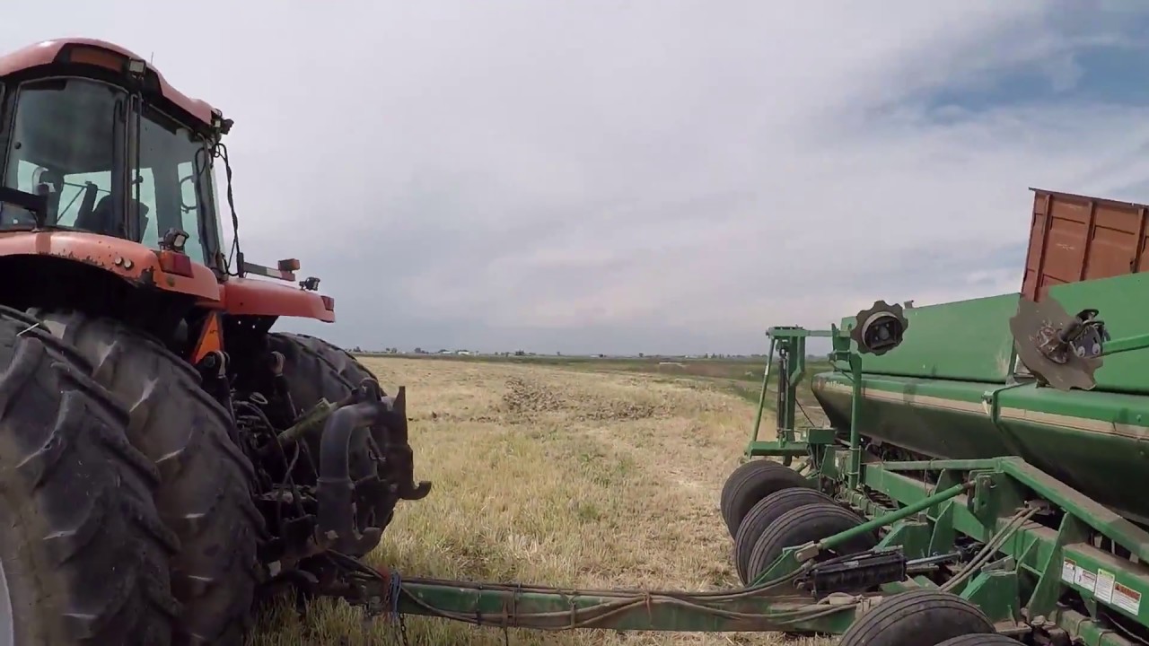 Planting more Forage wheat - YouTube