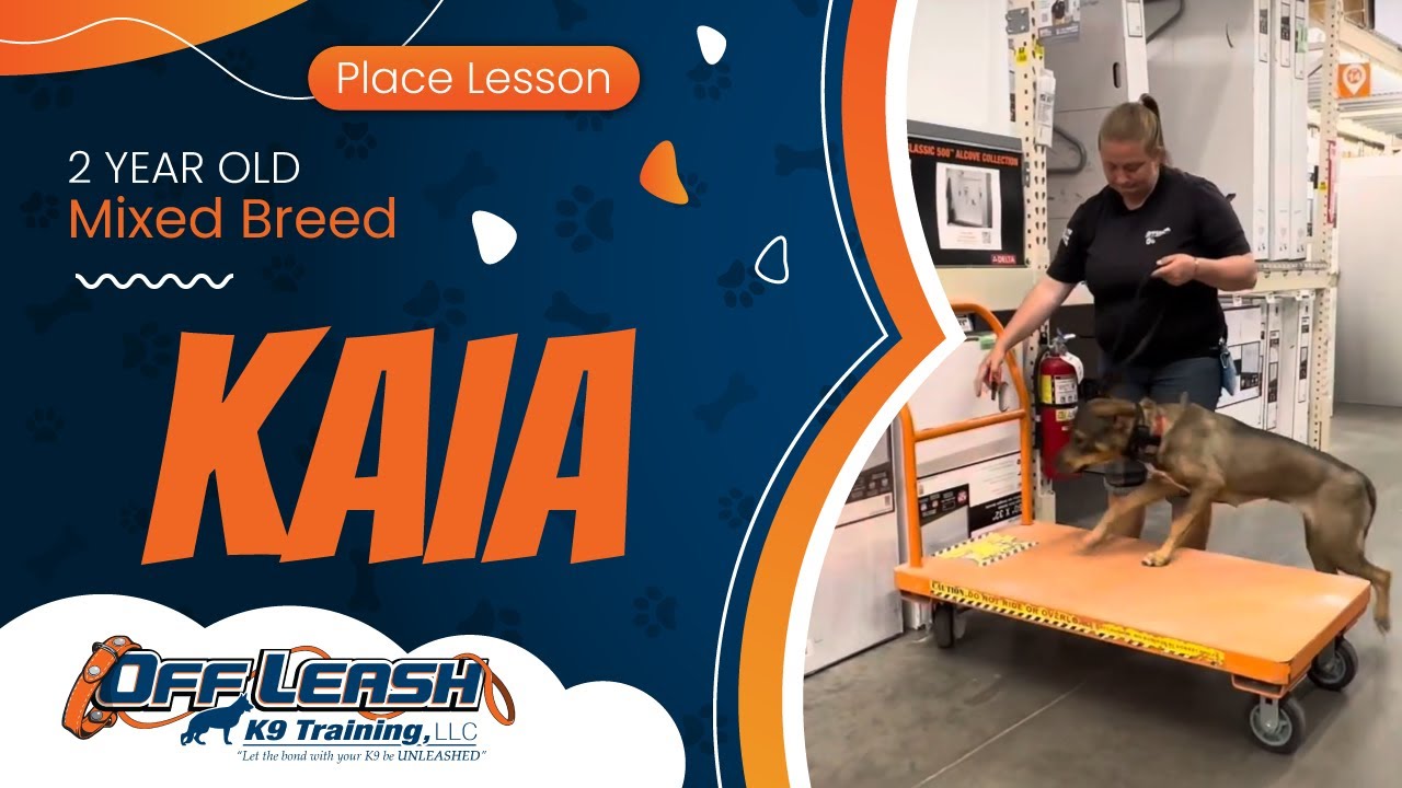 2 yo Mix Breed Kaia ~ Best Mixed Breed Trainers ~ Off Leash K9 Training ...